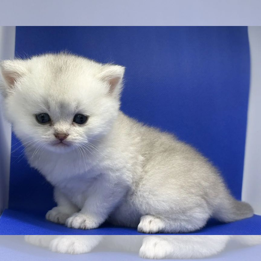 Британский длинношёрстный котёнок