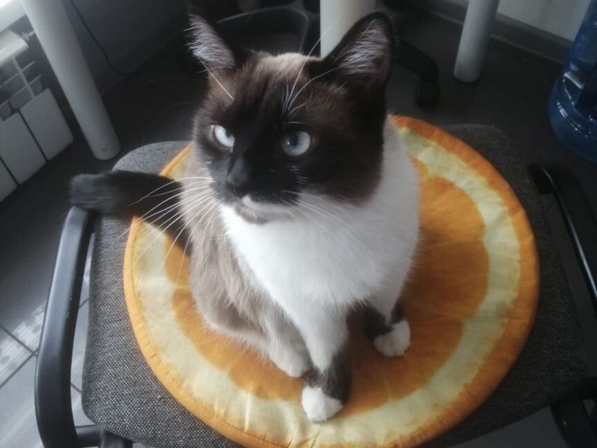 Сиамская кошечка