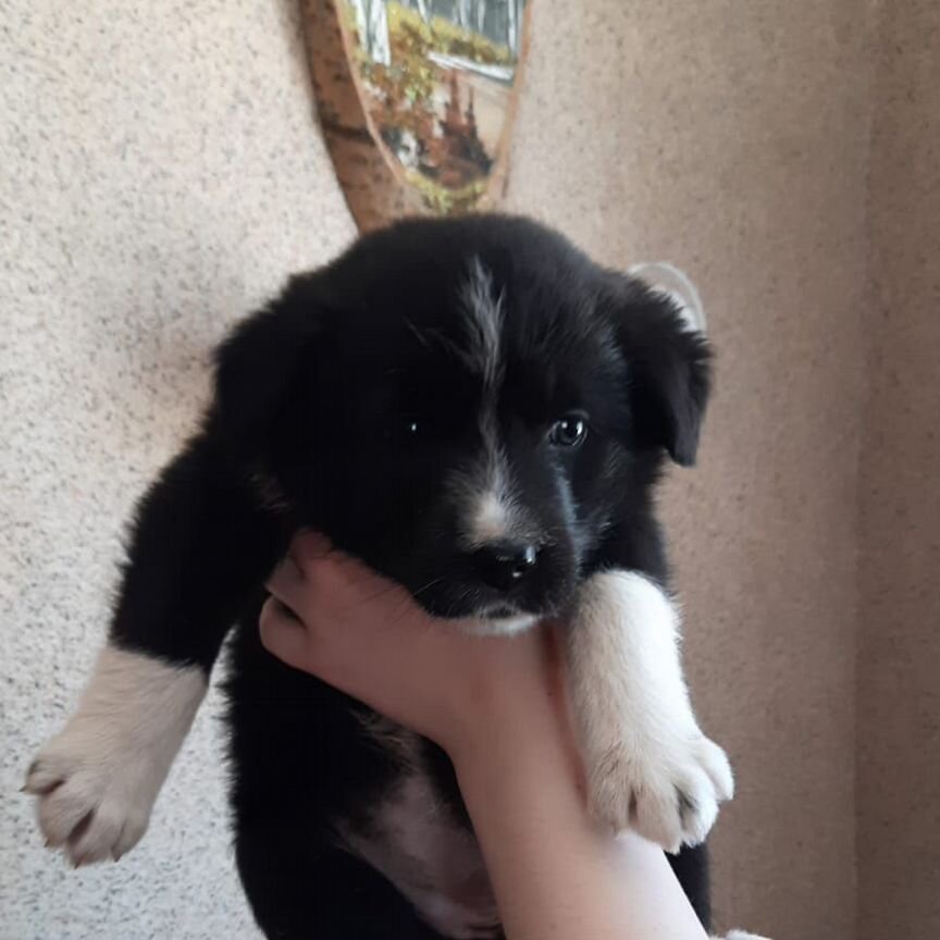 Щенок в добрые руки