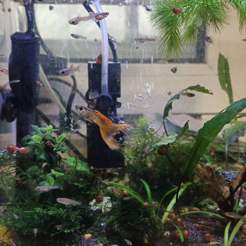 Мальки гуппи
