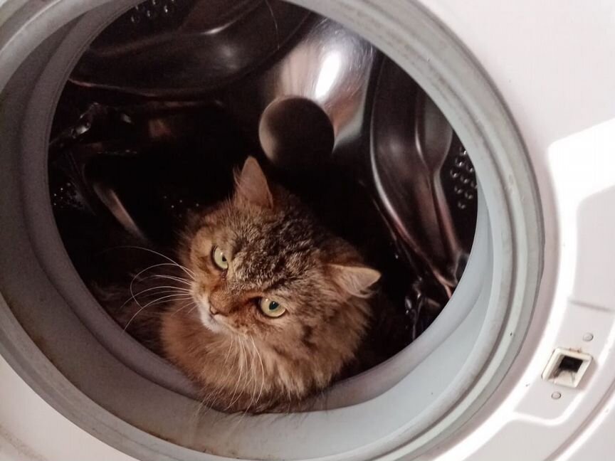 Отдам кота в добрые руки