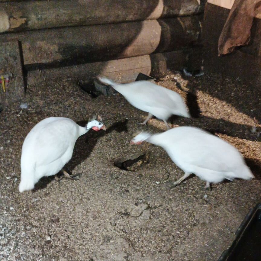 Цесарки