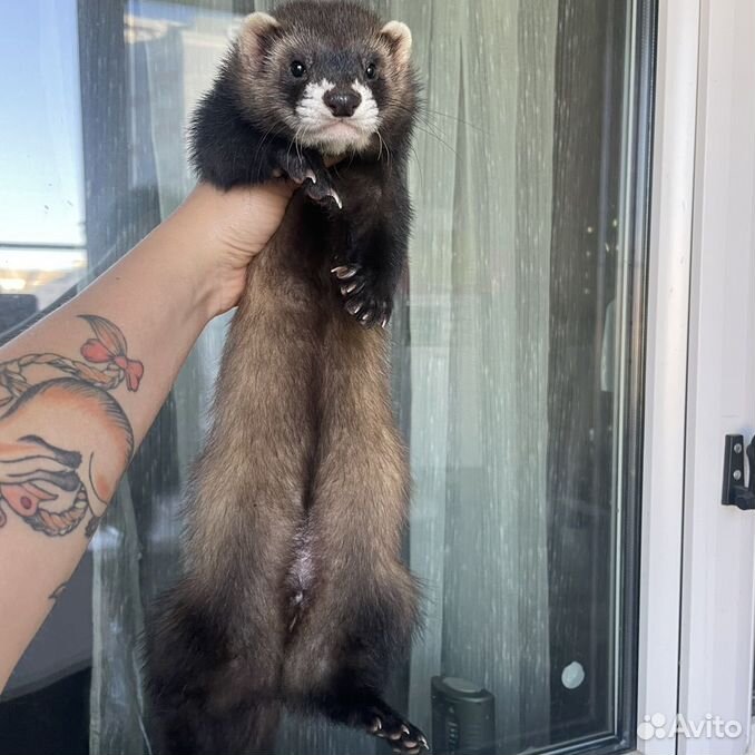 Хорек 4 месяца с документами