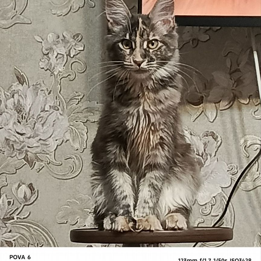 Мейн-кун котёнок