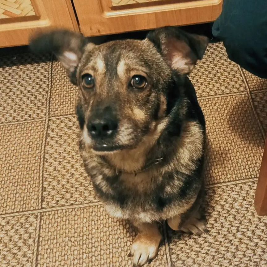 Взрослый пёс в добрые руки