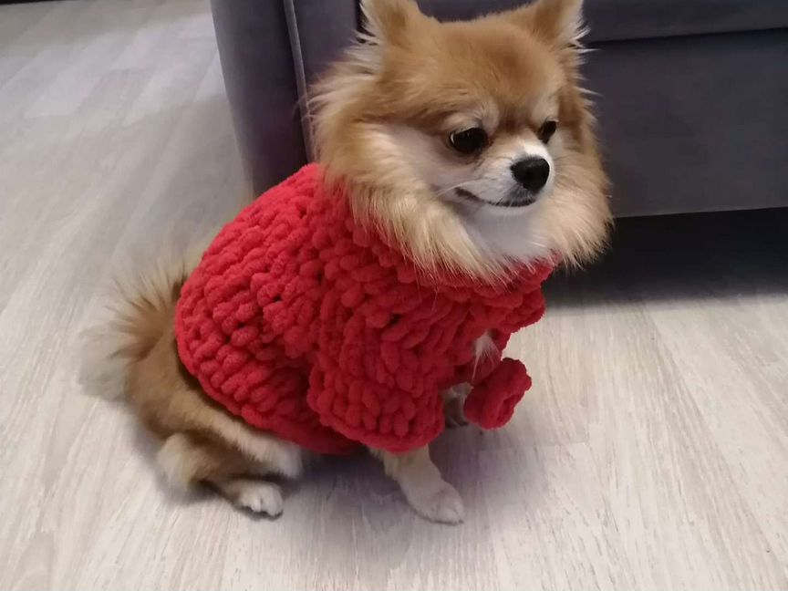 Одежда своими руками для Ваших любимцев