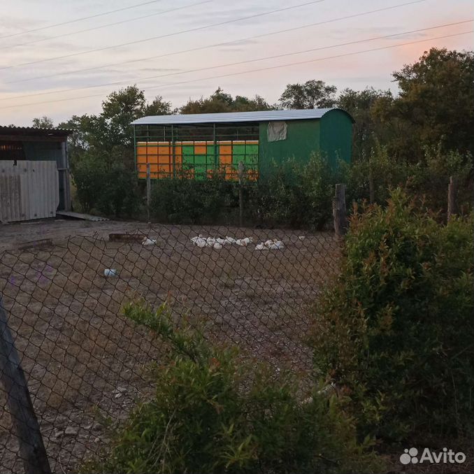 Утки гуси цыплята