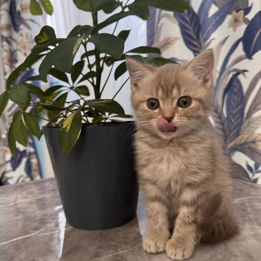 Шотландская прямоухая кошка