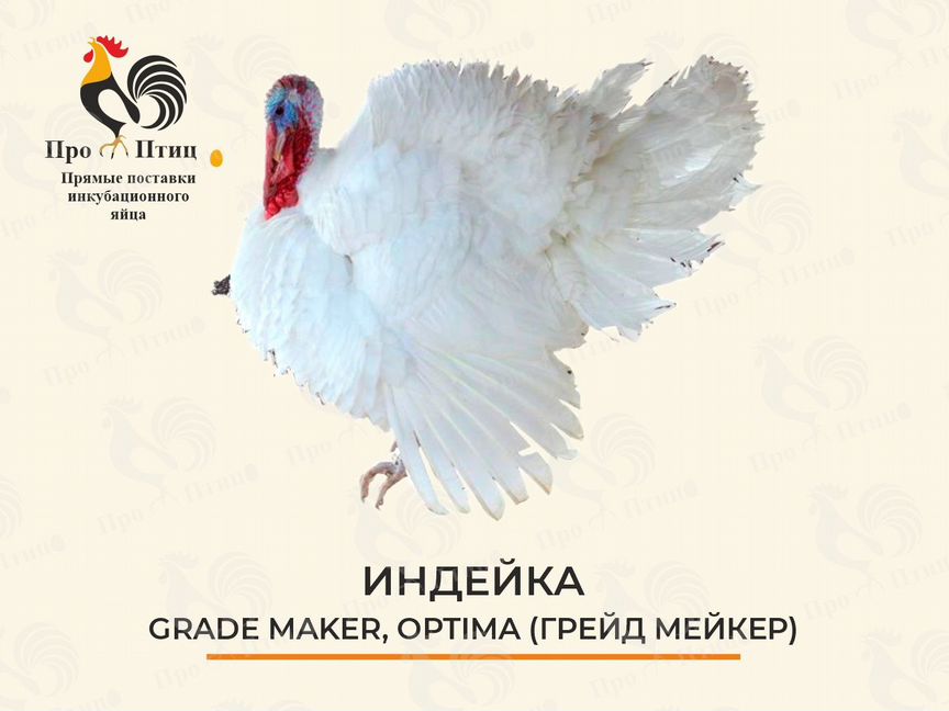 Инкубационное яйцо индейки Хайбрид Грейд Мейкер (H