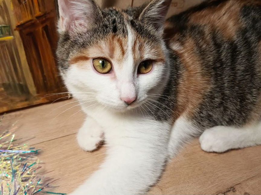 Трехцветный котенок девочка