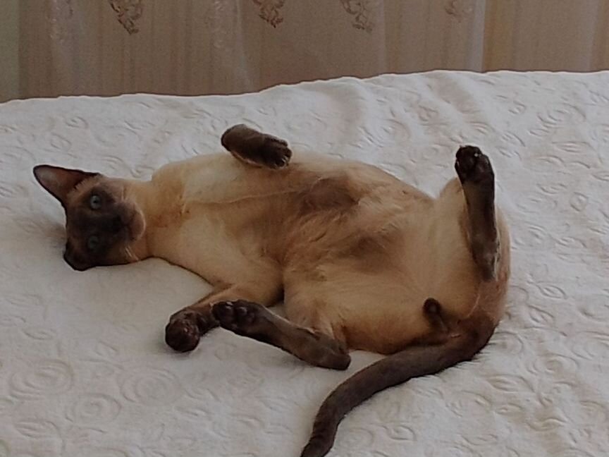 Отдам кота в добрые руки