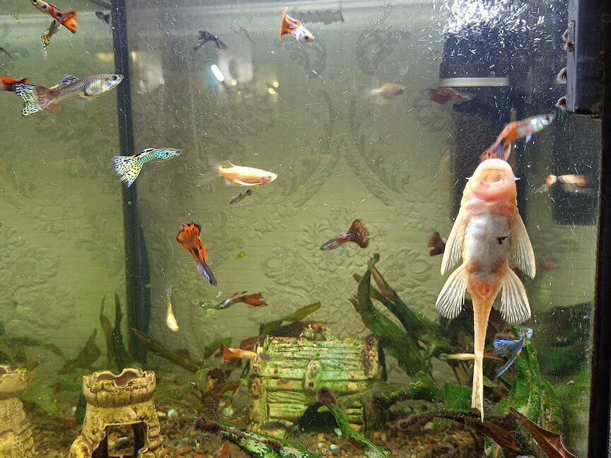 Гуппи, анцитрус, апистограмма