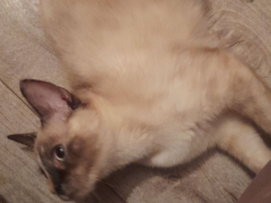 Полусиамская кошка