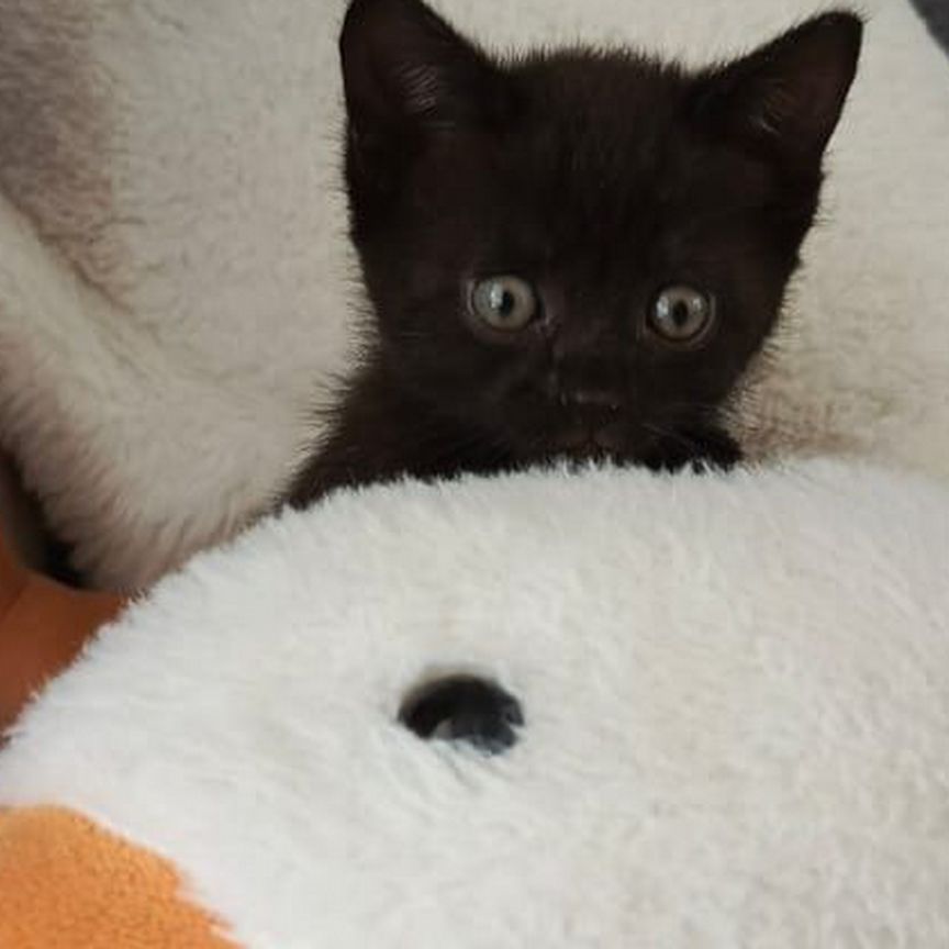Кошечка