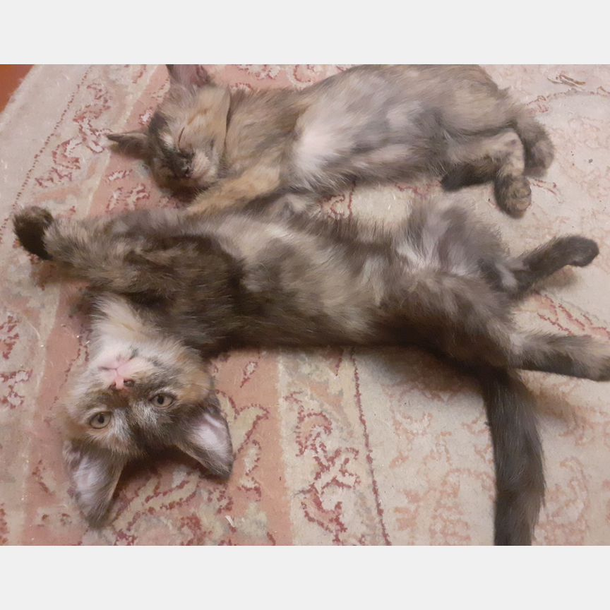 Котята в добрые руки бесплатно
