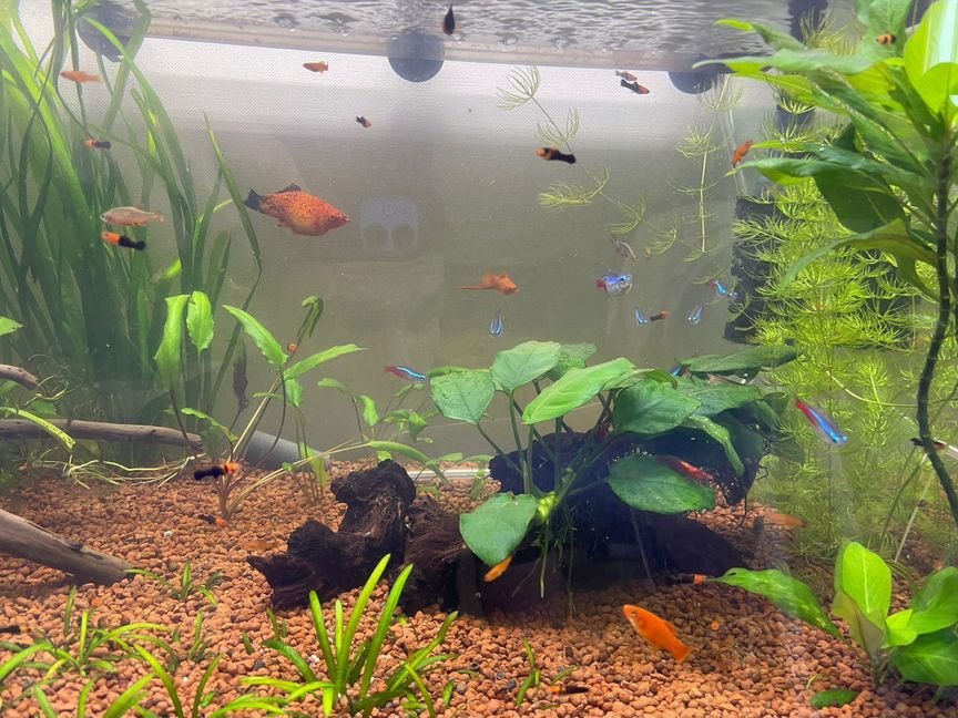 Рыбка меченосей