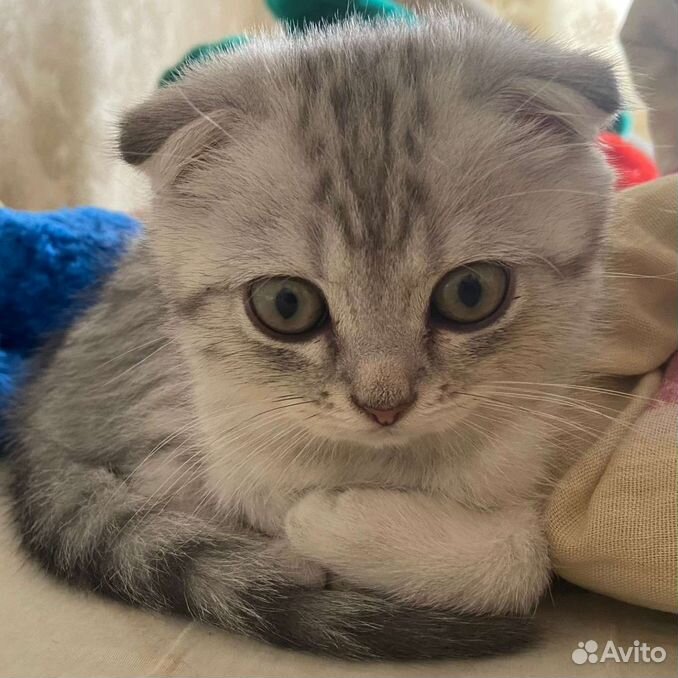 Британский котенок вислоухий