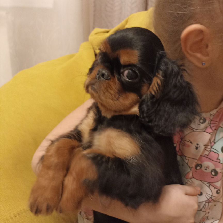 Кинг Чарльз спаниель малыш