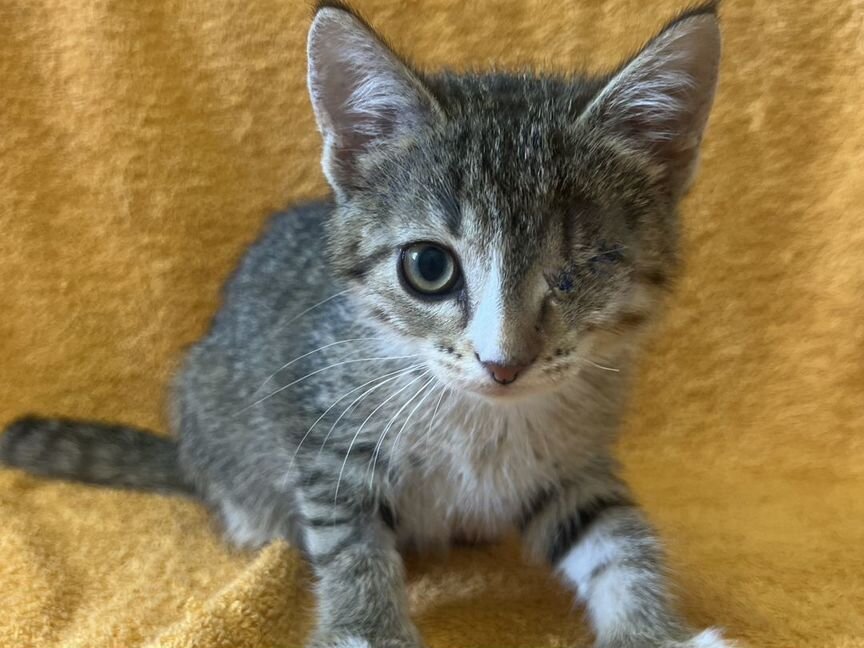 Котеночек Мусенька 2 месяца ласковая мурлыка