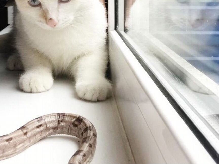 Котик 9 мес