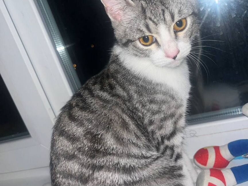 Маленький кот, ему 2 месяца
