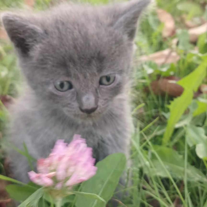 Жду своего хозяина