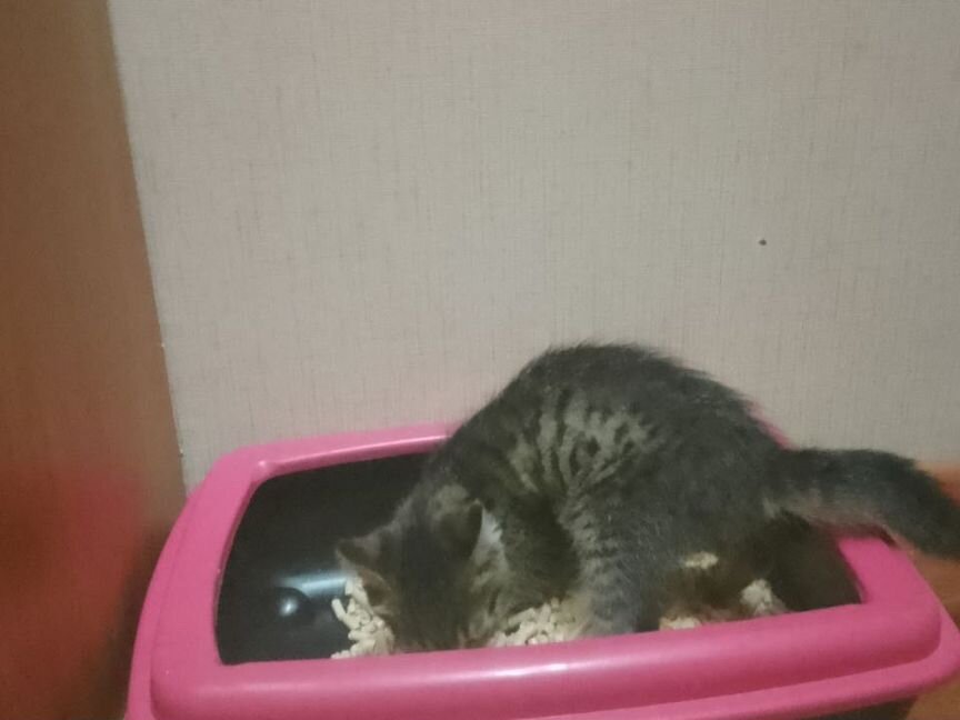 Нашёл кошечку ласкова очень лубит играть