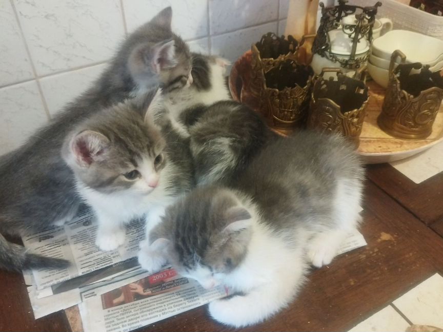 Котята окрас "матроскины"в добрые руки