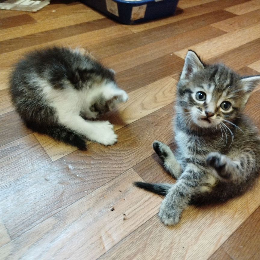 Котята в добрые руки бесплатно