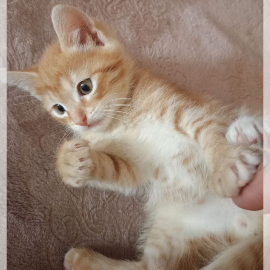 Котёнок в добрые руки