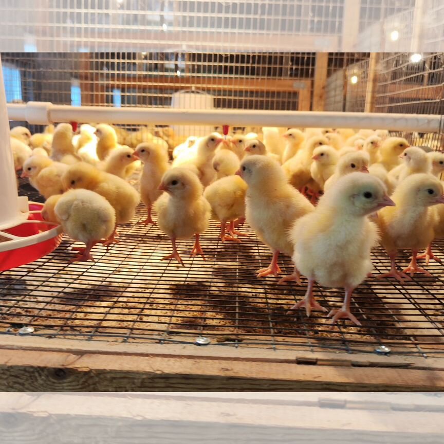 Цыплята бройлеры суточные и подрощенные