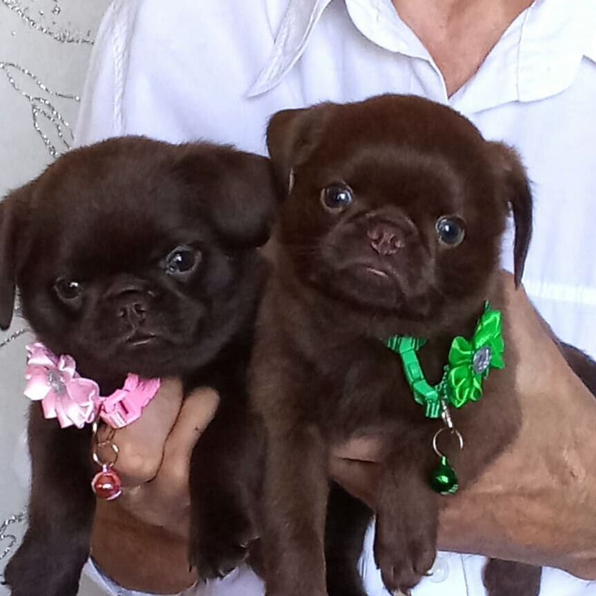 Шоколадные детки пти брабики