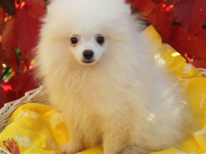 Померанский шпиц мини белый