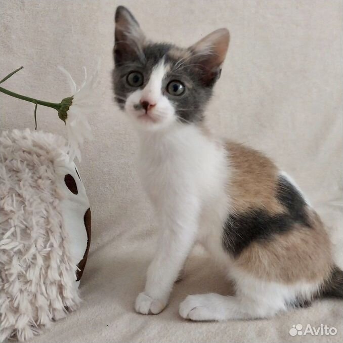 Гламурная Красотка (1,5 мес)