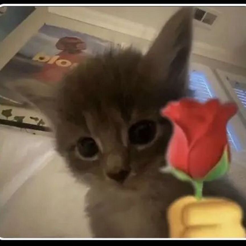 Котёнок от частного владельца