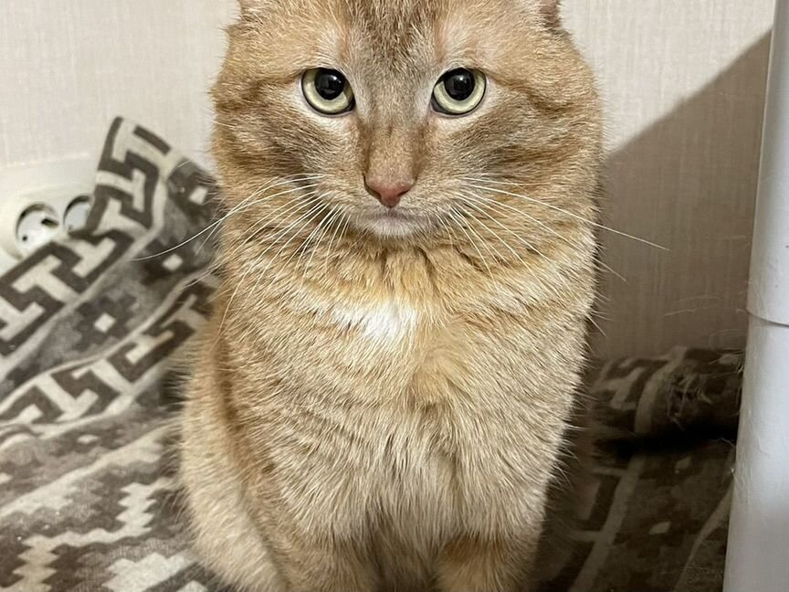 Рыжий супер-кот