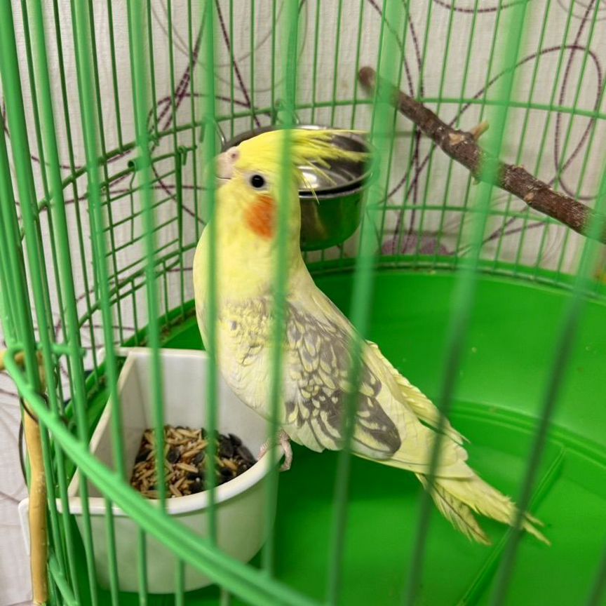 Попугай корелла с клеткой