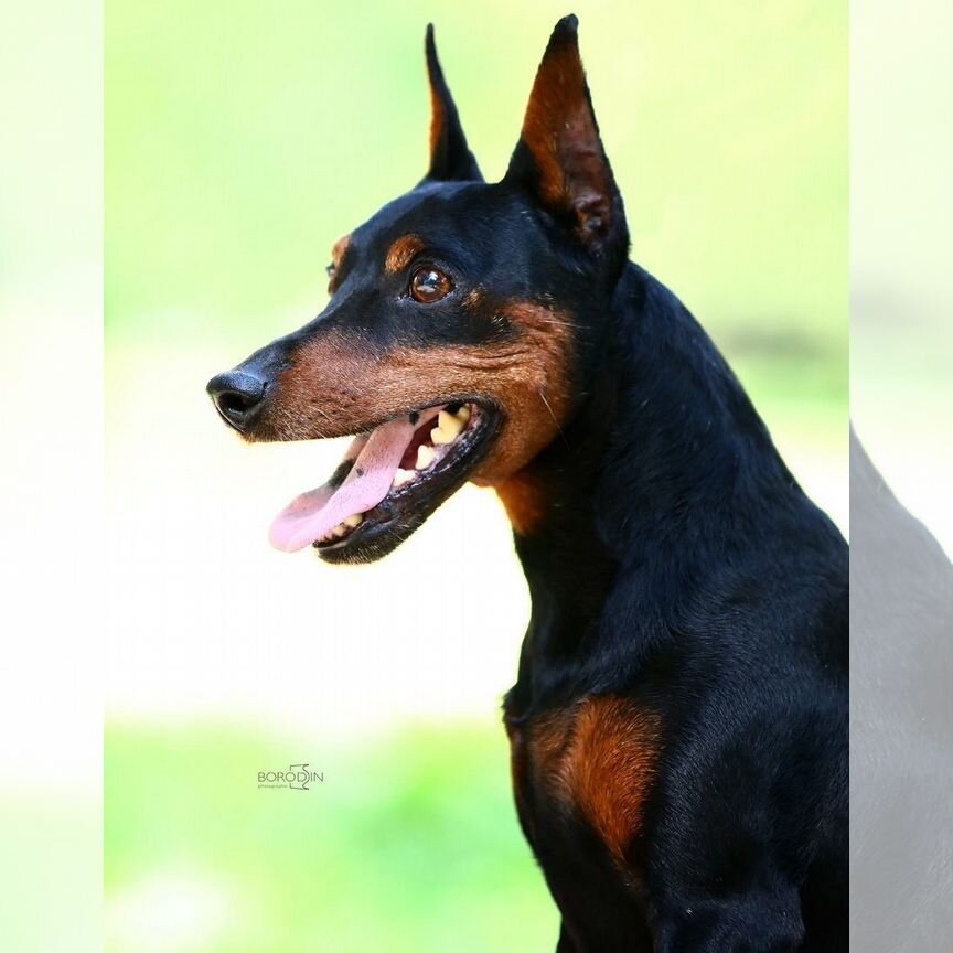 Цвергпинчер, щенок