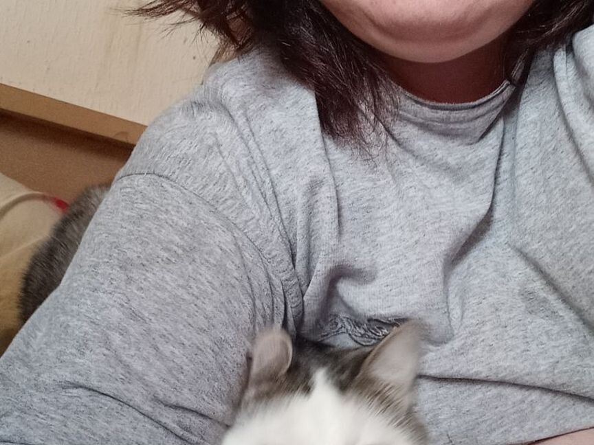 Кошки в добрые руки бесплатно