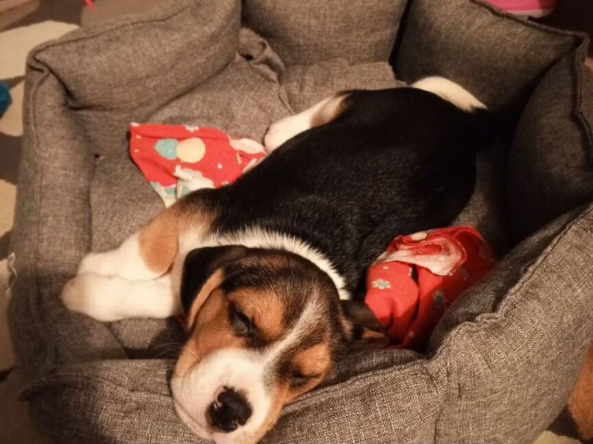 Бигль щенок