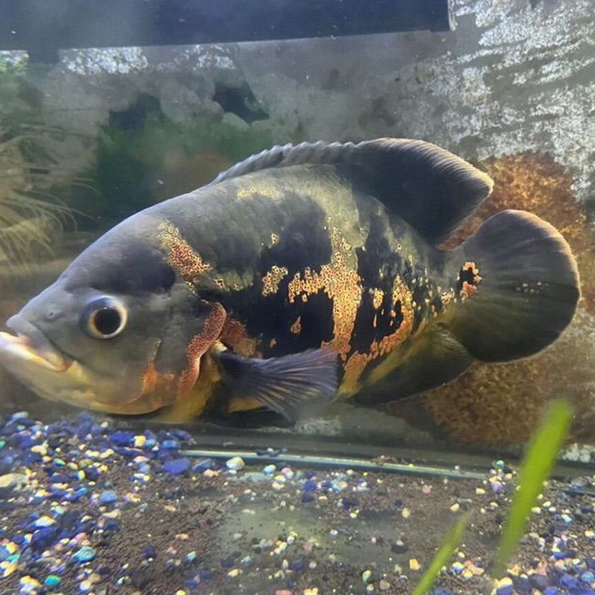 Рыба астронотус