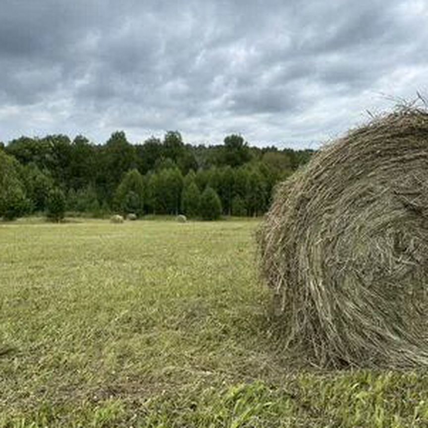 Сено в рулонах
