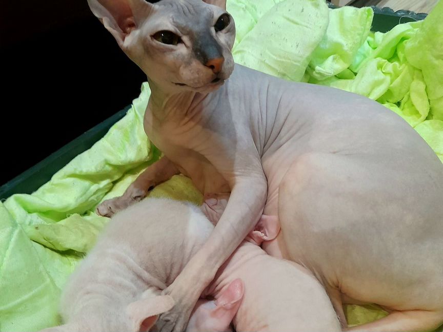 Котята Донского сфинкса