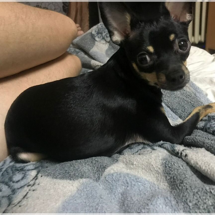 Мини той-терьер