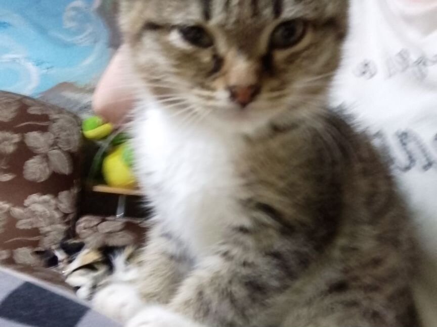 Котéнок ищет дом