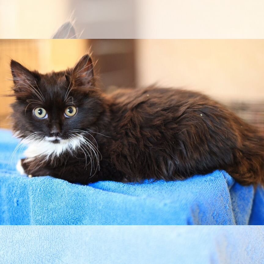 Котёнок в поисках дома