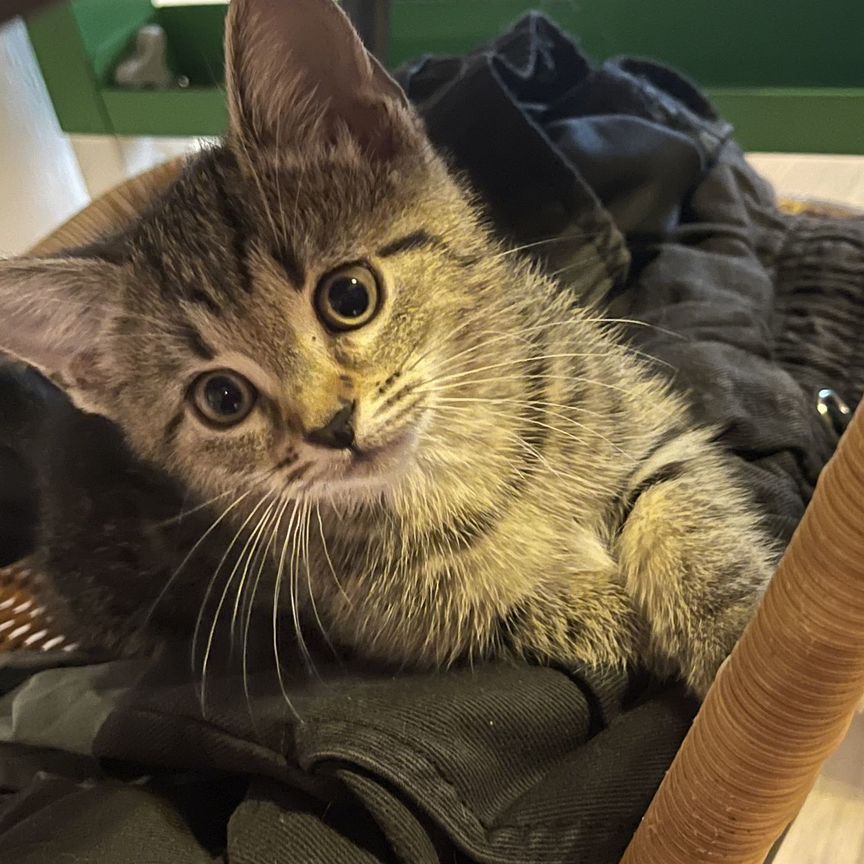 Котёнок в добрые руки