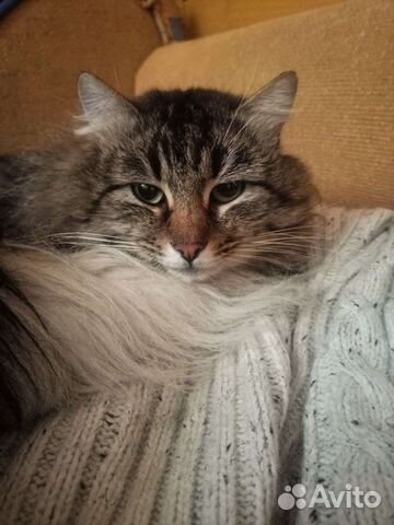 Сибирский кот