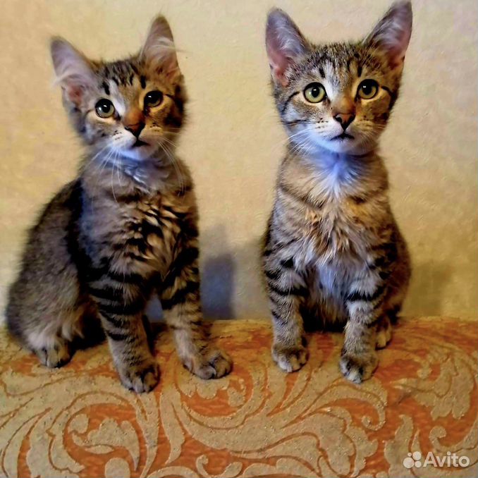 Очаровательные полосатики в поисках дома