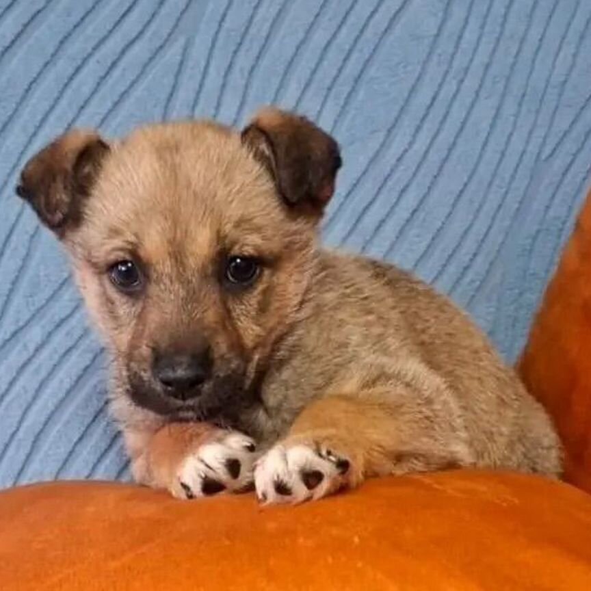 Щенок в добрые руки